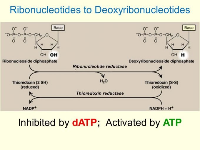 BioSynthesis of DeoxyRibonucleotides at cellular levels