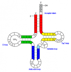 Transfer RNA: The Molecular Translator of the Genetic Code