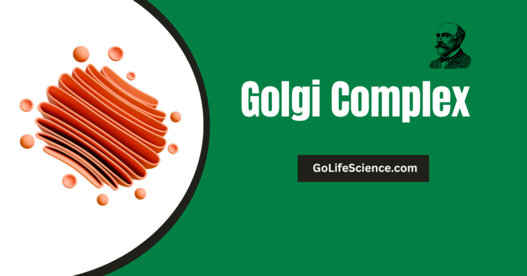 Golgi Complex: Structure, Function, and Role in Cells