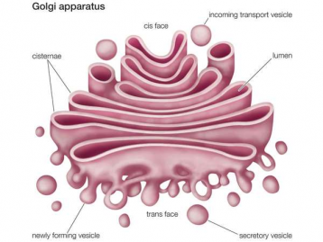 Golgi Complex: Structure, Function, and Role in Cells