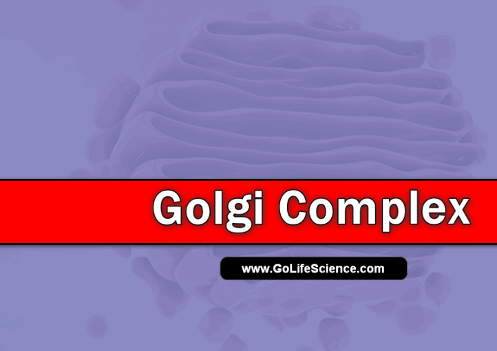 Golgi Complex: History, Structure, Origin, and functions