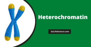 Heterochromatin: Structure, Function, and Role in Genetics