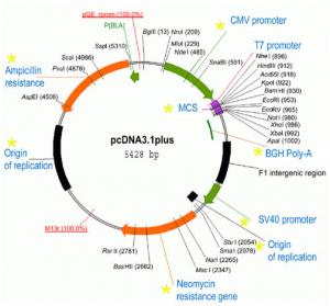 The Origin of Replication in both Prokaryotes and Eukaryotes