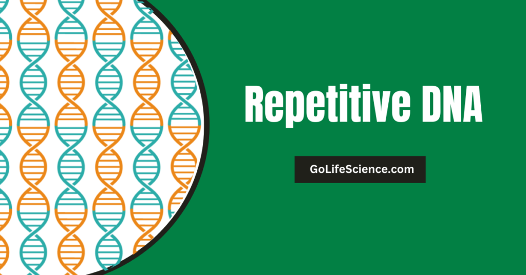 Repetitive DNA: Types, Functions, and Role in Genetics