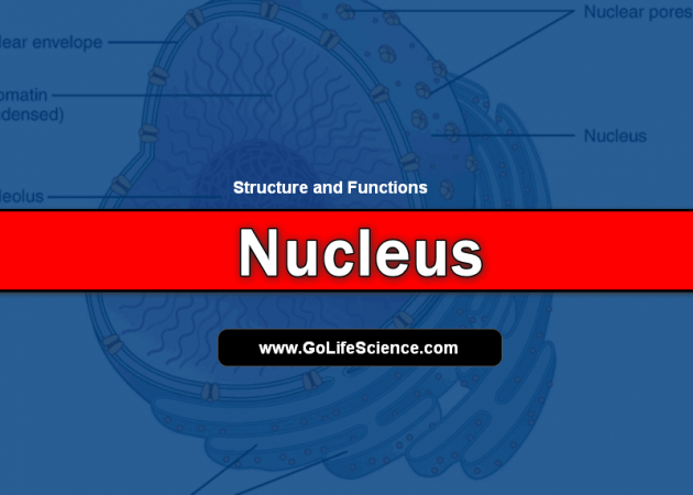 Nucleus: Central part of the Cell (Structure and Functions)