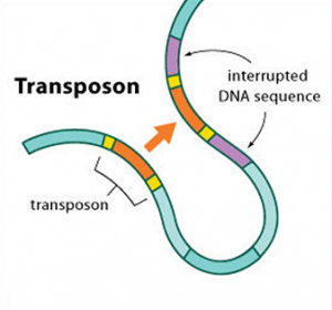 Transposons: Jumping Genes at Cellular levels