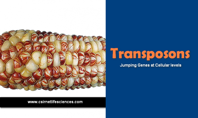 Transposons: Jumping Genes at Cellular levels