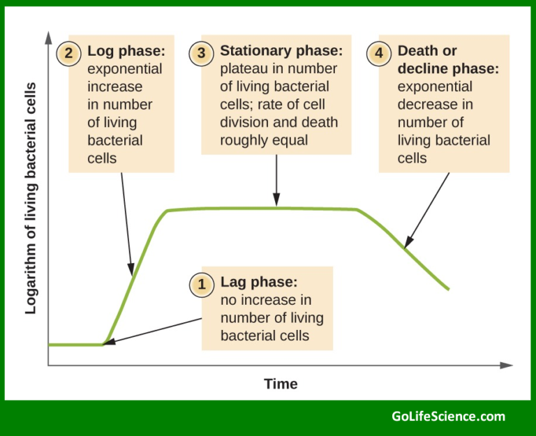 Microbial Growth and its Basics