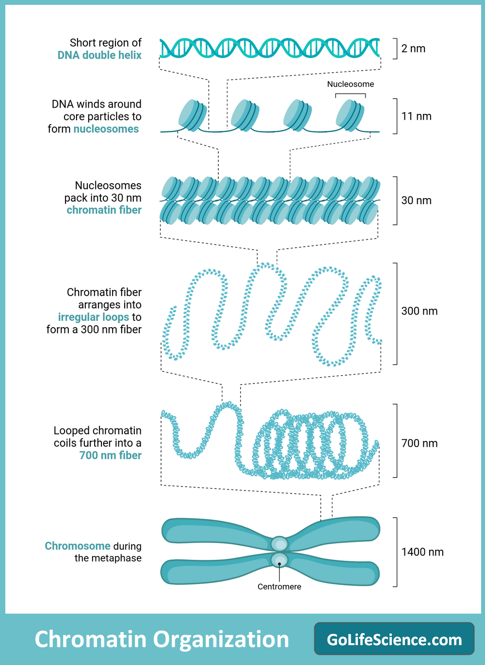 Chromosomes: Structure, Numbers, packing and abnormalities