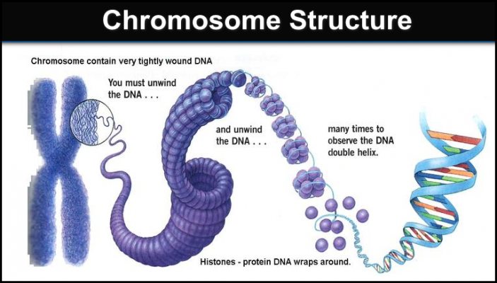 Chromosome Structure: Describe the structure of a chromosome