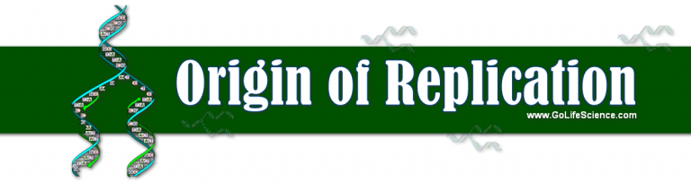The Origin of Replication in both Prokaryotes and Eukaryotes
