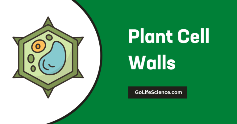 Cell Membrane: Structure, Function, and Role in Health