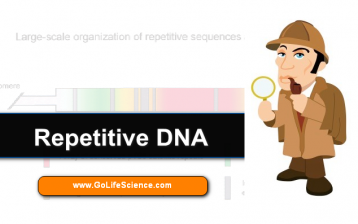 Repetitive DNA: Definition, Location and Structure (Basics)