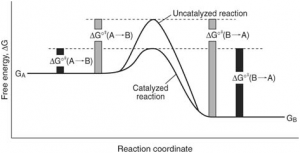 What are the mechanism of Enzyme catalysis? (learn the Guide)