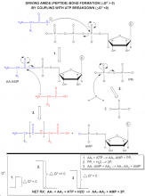 ATP : Biochemical Mechanism and Properties