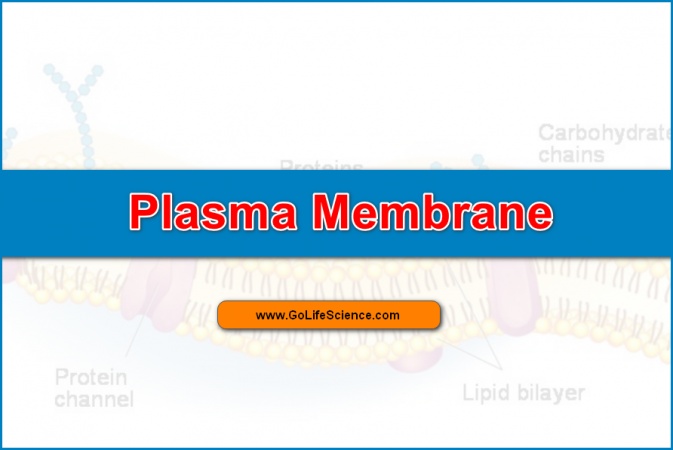 Plasma membrane : Basic structure, composition and Function