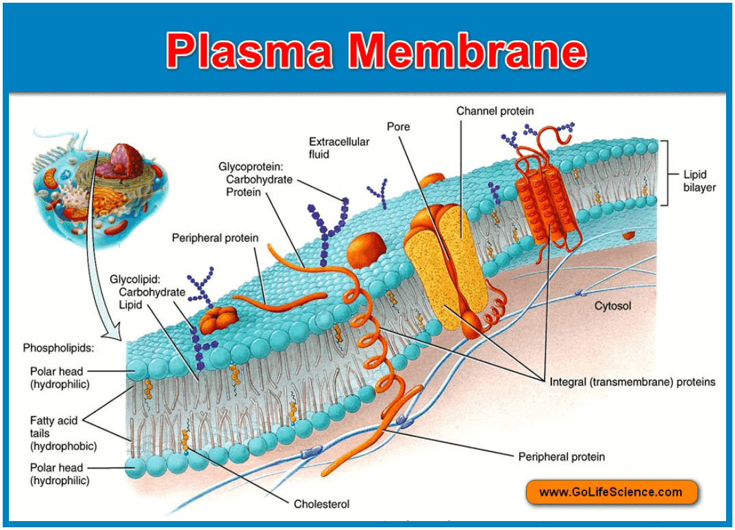 Plasma Membrane