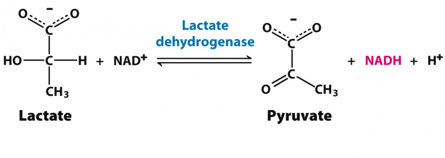 Isoenzymes are Special Proteins with Catalytic activity Why?