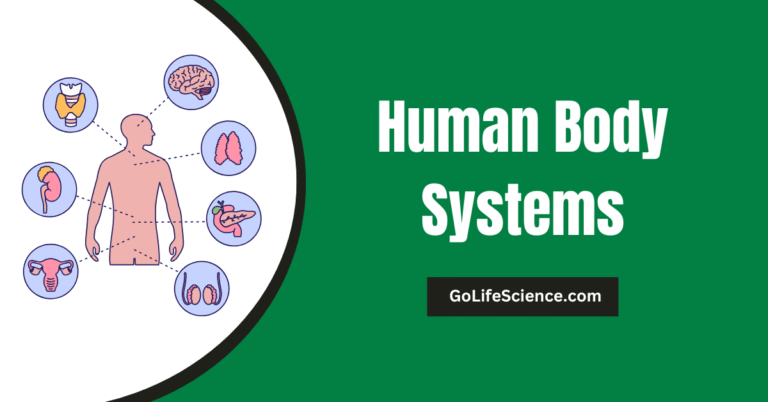 Human Body Systems – Functions, Organs & Key Facts