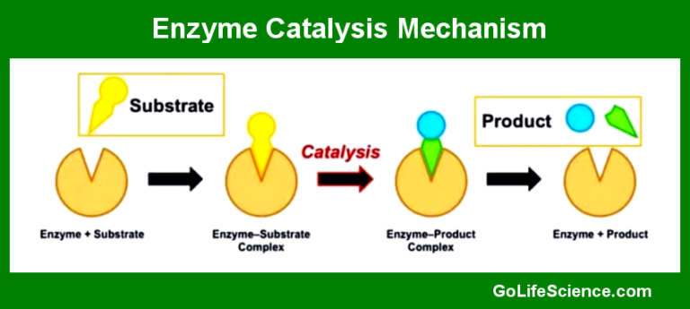 Enzyme Catalysis Mechanism: basics, types and regulation
