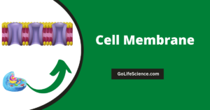 Cell Membrane: Structure, Function, and Role in Health