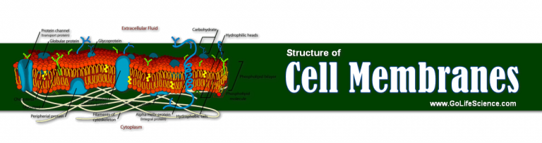 Cell Membrane: Structure, Function, and Role in Health