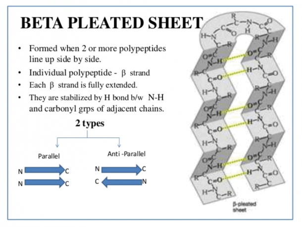 What are the Secondary Structure of Proteins?