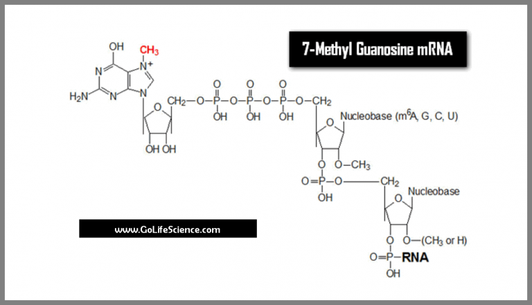 Cap Structure in mRNA: Basics Structure and its function
