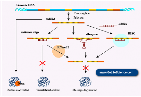 Gene Silencing: Gene expression regulation at Particular Gene