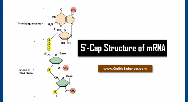 Cap Structure in mRNA: Basics Structure and its function