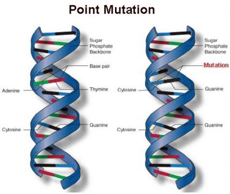 Mutations: What are Mutations and its types (Basic Notes)