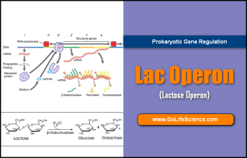 Lac Operon : Regulation of Gene Expression in Prokaryotes