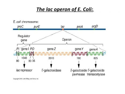 Lac Operon : Regulation of Gene Expression in Prokaryotes