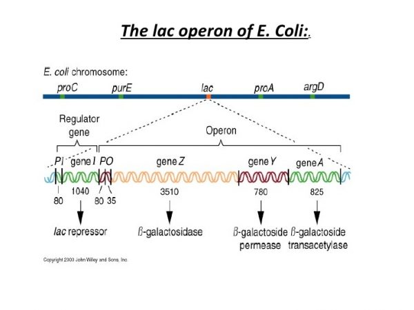 Lac Operon : Regulation of Gene Expression in Prokaryotes