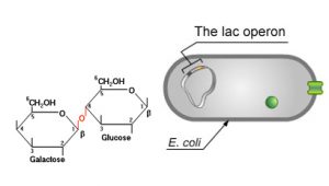 Lac Operon : Regulation of Gene Expression in Prokaryotes