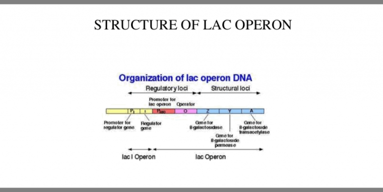 Lac Operon : Regulation of Gene Expression in Prokaryotes