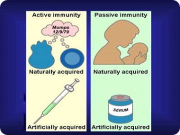 Immunity: Basic elements of Immunity and its Types (Complete Notes)