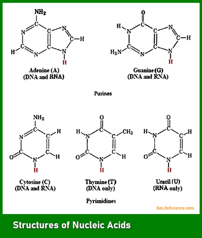 Nucleic Acid Structures: Basic structures of Nucleosides, Nucleotides