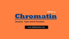 Chromatin : What is the Structure, types and Functions?