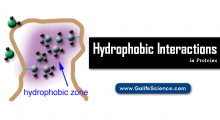 Hydrophobic interactions in protein - Basics and Structure