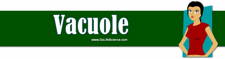 Vacuoles: Structure, Types, Functions and diagram