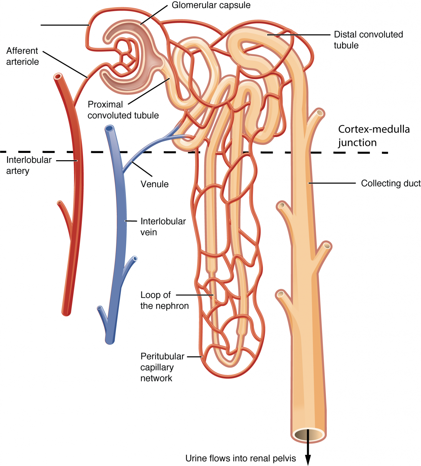 How To Memorize The Nephron Steve Gallik