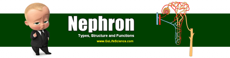 Nephron: What is the Structure and its Functions of Nephron?