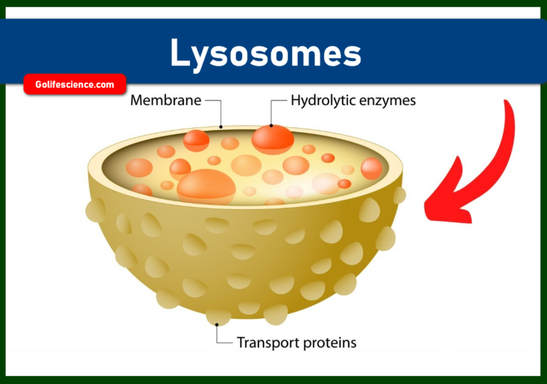 Animal Cell- Definition, Structure, Parts, and Functions
