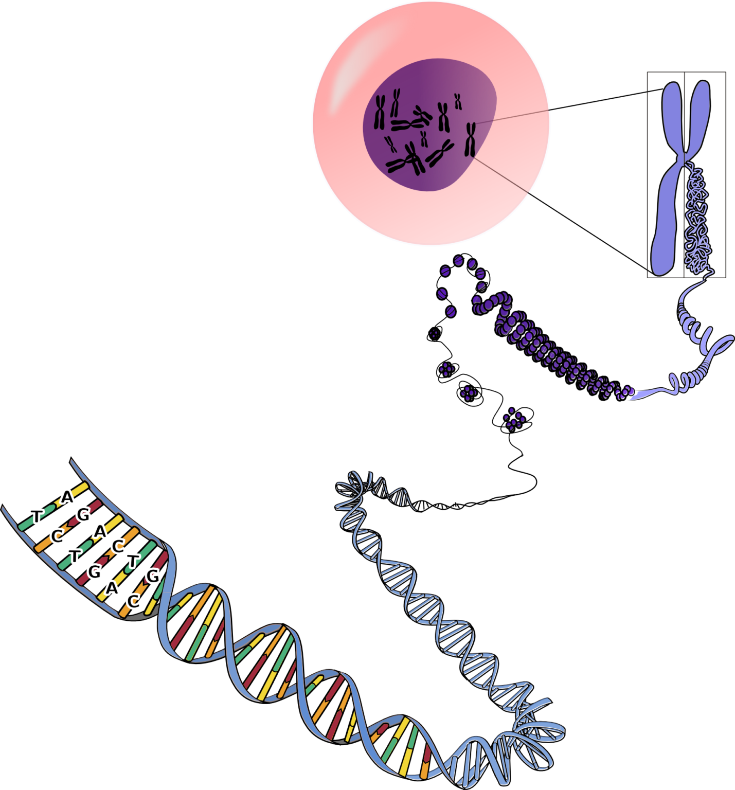 Heredity: Introduction to genetics (Student Notes)