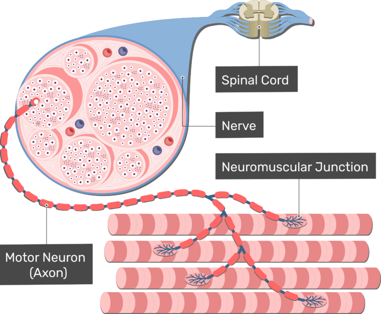 Structure of Muscle: Types, Contraction, and Functions