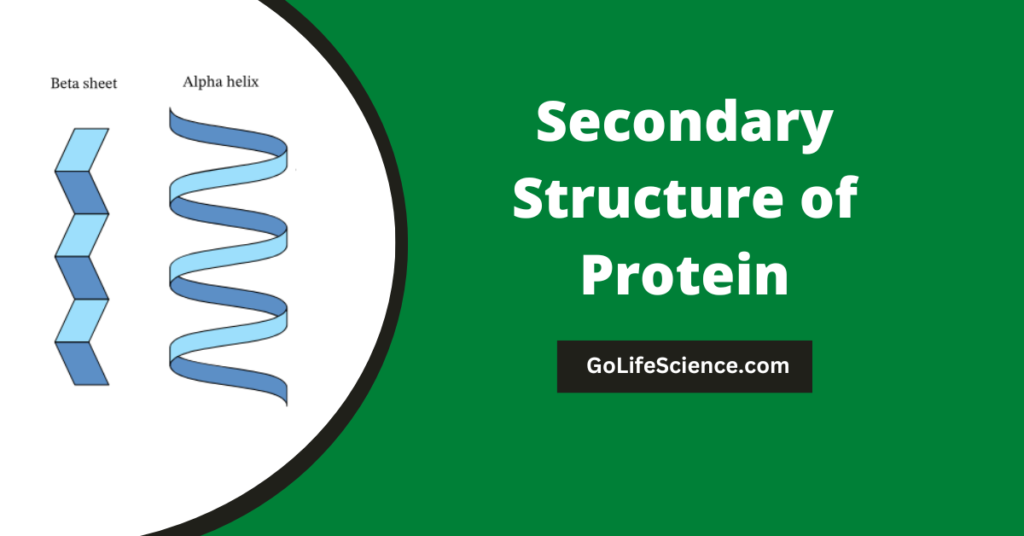 Diagnostic Enzymes: Types, Functions, & Applications