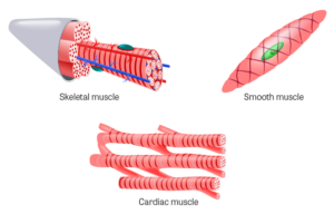 Structure of Muscle: Types, Contraction, and Functions