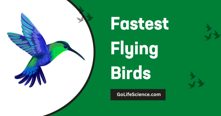 Top 10 Fastest Flying Birds in the World (Science Explorer)