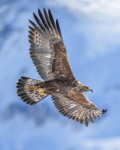 Top 10 Fastest Flying Birds in the World (Science Explorer)